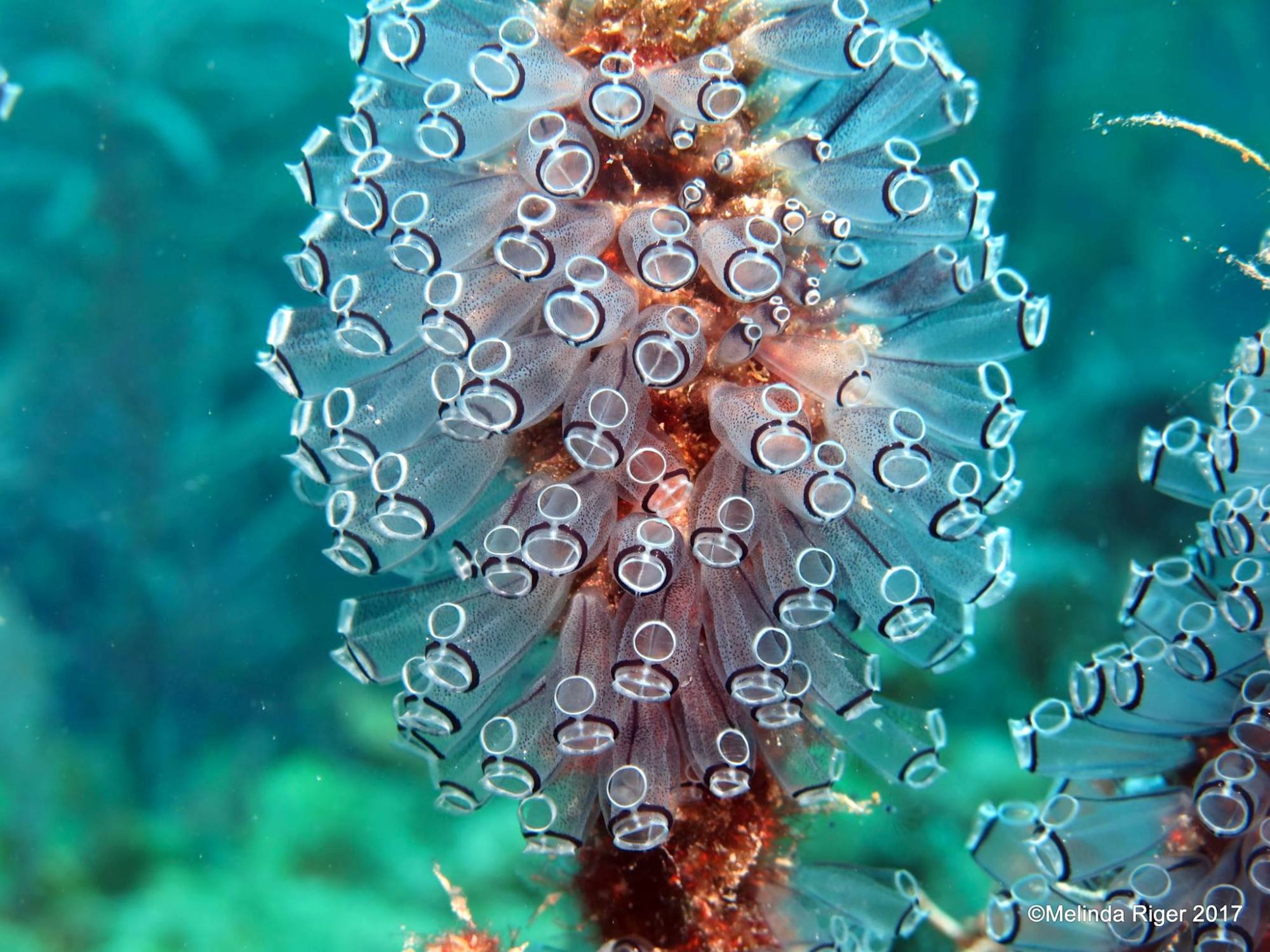 TUNICATES: SESSILE ASEXUAL SEA-SQUIRTS | ROLLING HARBOUR ABACO