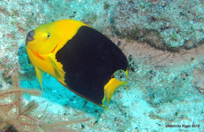 ROCK BEAUTY: BAHAMAS REEF FISH | ROLLING HARBOUR ABACO