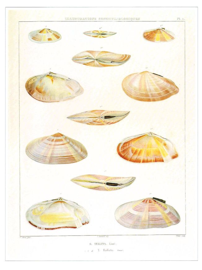 ‘TELLIN TIME’ – RISE AND SHINE: ABACO SEASHELLS | ROLLING HARBOUR ABACO