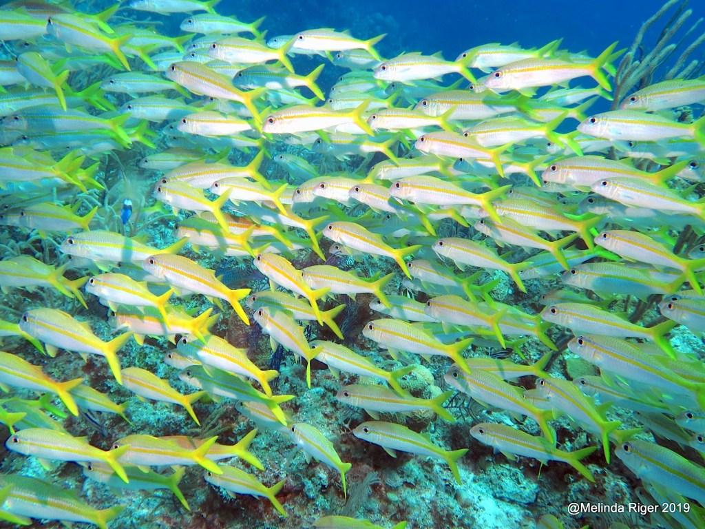 BAHAMAS REEF FISH (53): YELLOW GOATFISH | ROLLING HARBOUR ABACO