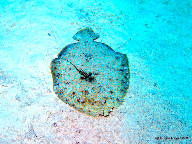 PEACOCK FLOUNDERS REVISITED: NOW YOU SEE THEM… | ROLLING HARBOUR ABACO