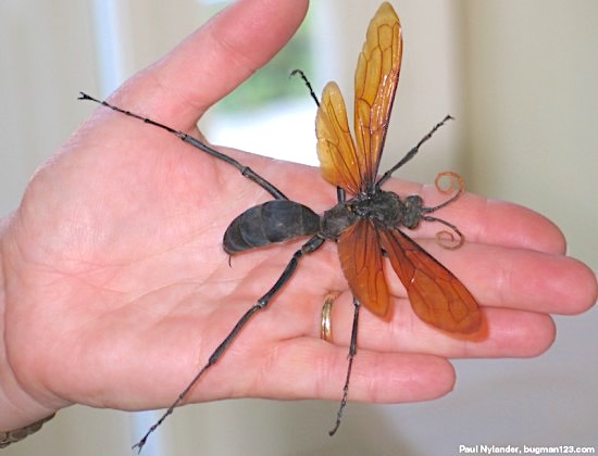 SPIDER WASPS & TARANTULA HAWKS: STEP AWAY FROM THIS INSECT. FAST ...