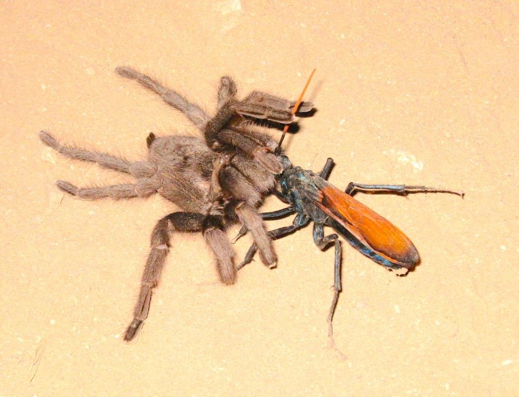 SPIDER WASPS & TARANTULA HAWKS: STEP AWAY FROM THIS INSECT | ROLLING ...