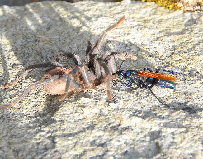 SPIDER WASPS & TARANTULA HAWKS: STEP AWAY FROM THIS INSECT. FAST ...