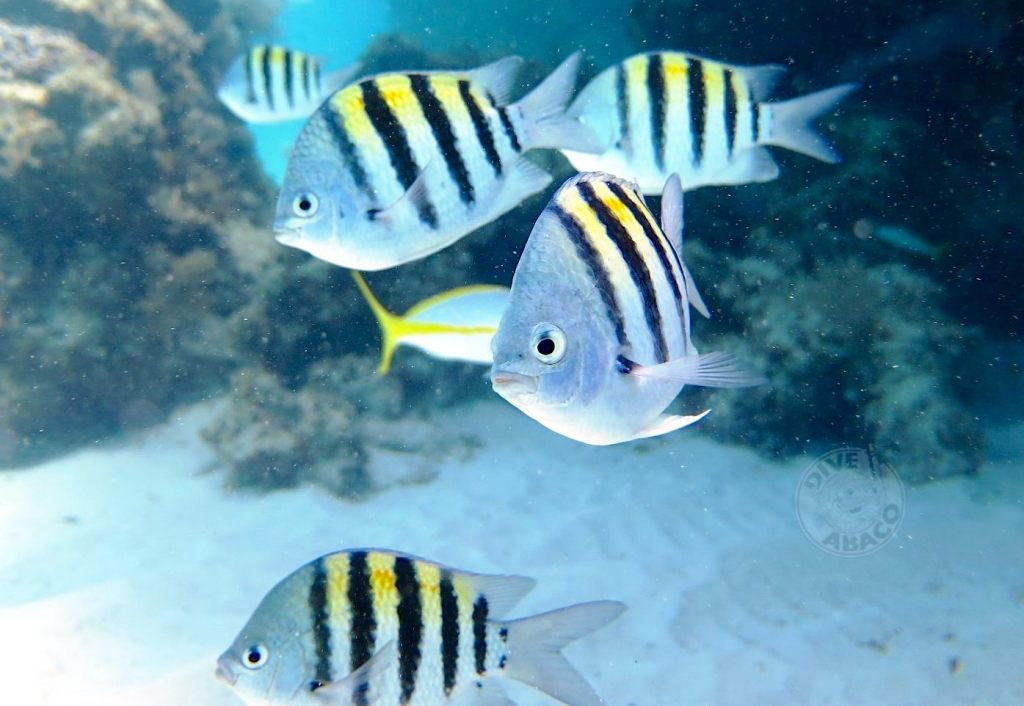 REEF FISH INDEX BAHAMAS | ROLLING HARBOUR ABACO