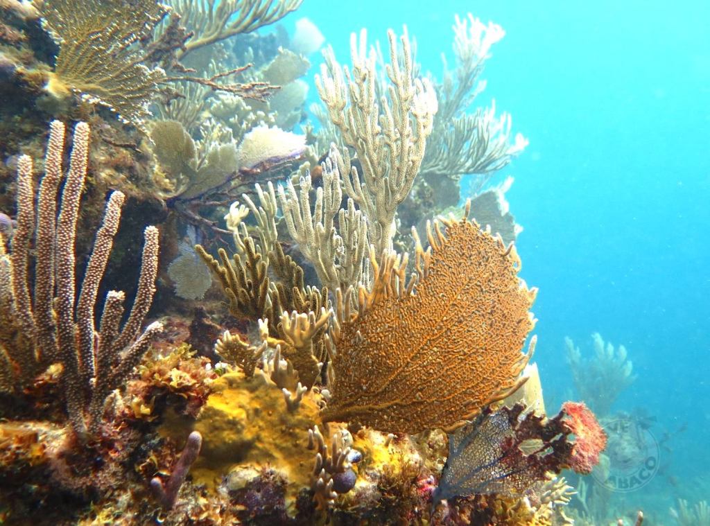 HIDDEN DEPTHS: LIFE ON ABACO’S CORAL REEFS | ROLLING HARBOUR ABACO