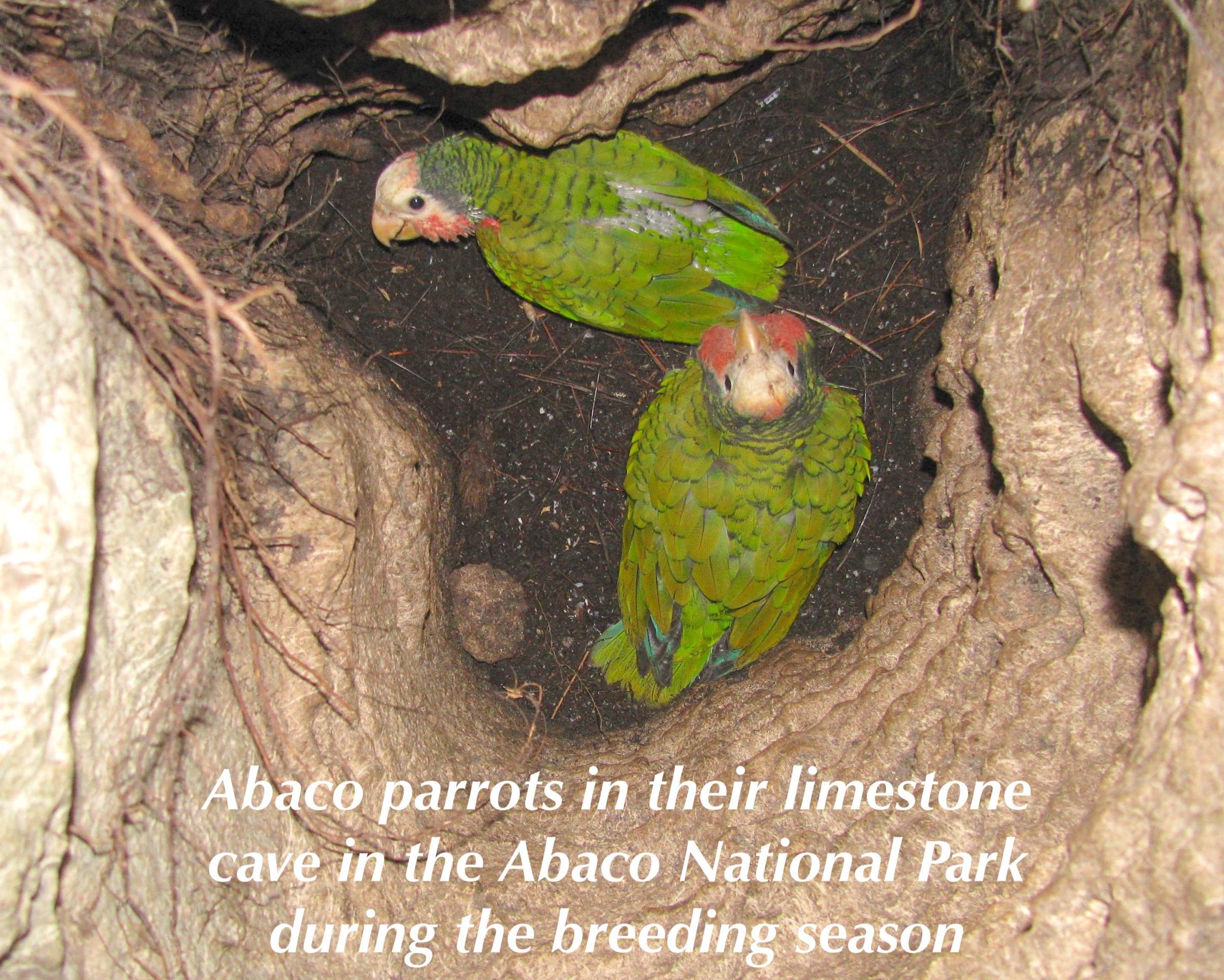 THE SYMBOL OF A RESILIENT BAHAMAS: BAHAMA PARROTS | ROLLING HARBOUR ABACO