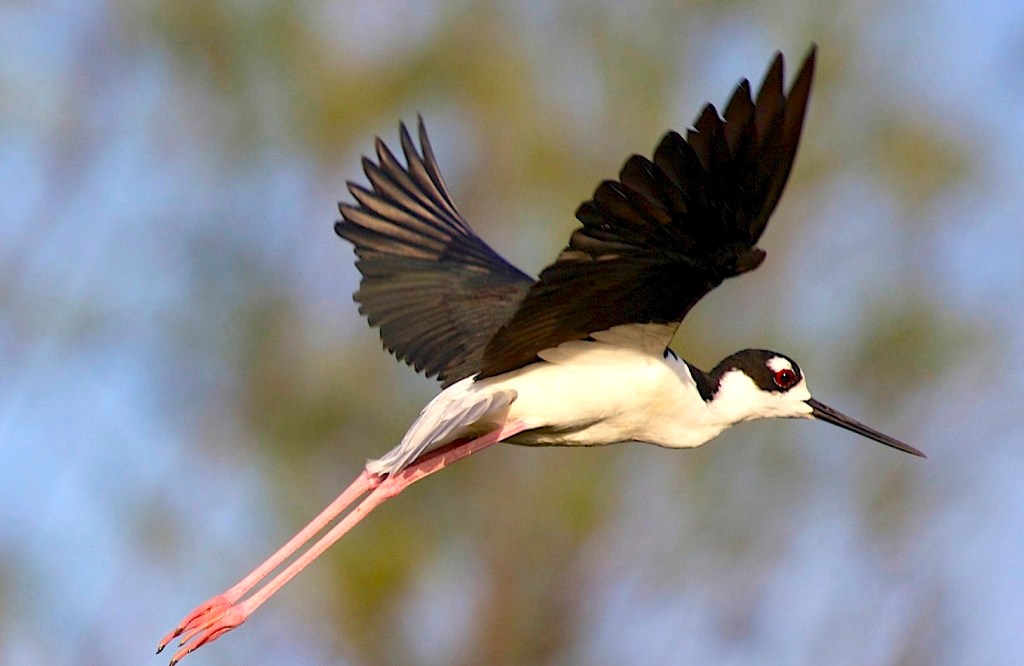 ‘THE BIRDS OF ABACO’: HURRICANE DORIAN RELIEF | ROLLING HARBOUR ABACO
