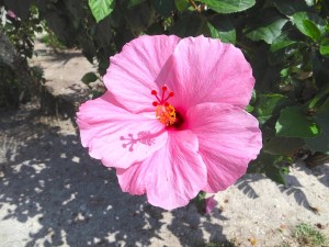 Flowers, Plants & Trees Abaco | ROLLING HARBOUR ABACO