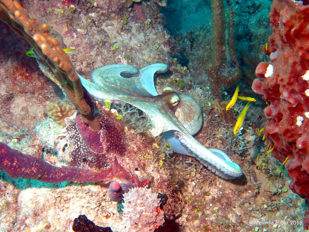 Shells & Coral Abaco | ROLLING HARBOUR ABACO