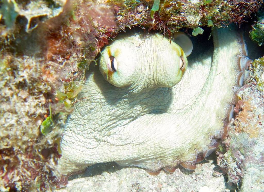 AN OCTOPUS’S GARDEN, BAHAMAS | ROLLING HARBOUR ABACO