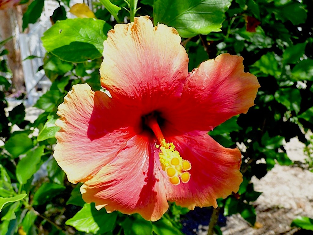 Flowers, Plants & Trees Abaco | ROLLING HARBOUR ABACO