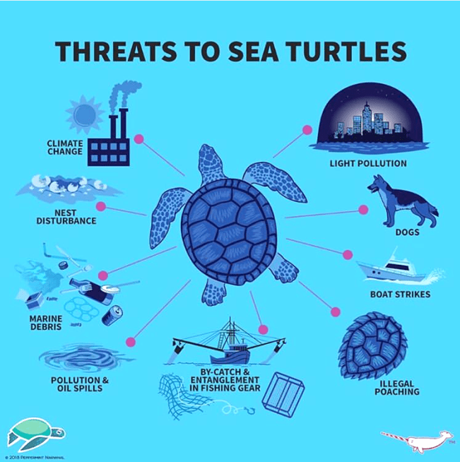 SEA TURTLE POSTERS Infographics | ROLLING HARBOUR ABACO