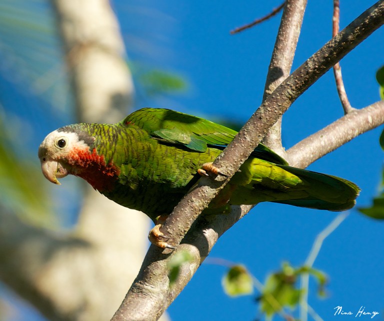 Abaco Parrot Photos | ROLLING HARBOUR ABACO