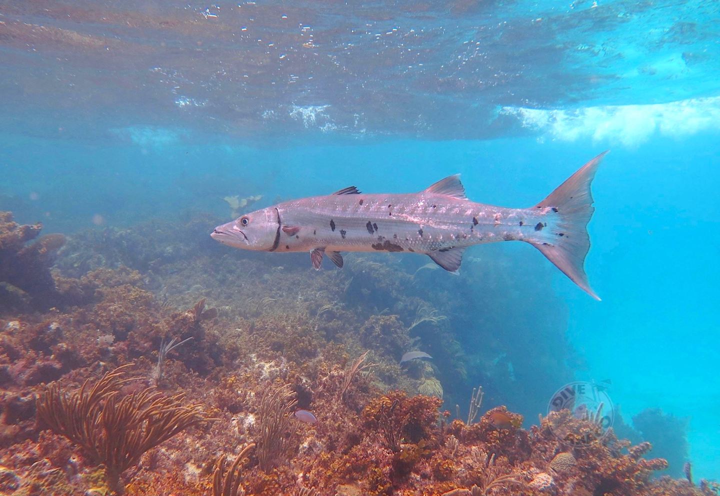 Reef Fish Abaco Bahamas | ROLLING HARBOUR ABACO