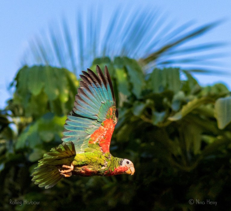 Abaco Parrot (Cuban Parrot) | ROLLING HARBOUR ABACO