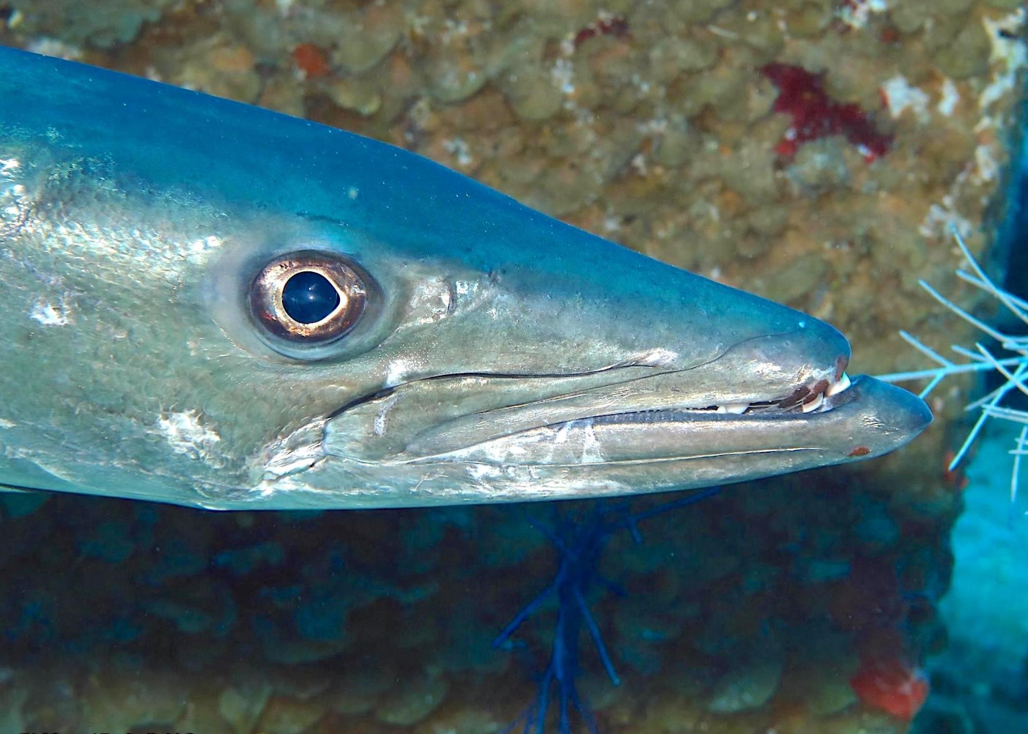 Reef Fish Abaco Bahamas | ROLLING HARBOUR ABACO