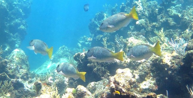 Reef Fish Abaco Bahamas | ROLLING HARBOUR ABACO