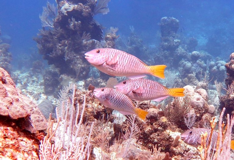 REEF FISH INDEX BAHAMAS | ROLLING HARBOUR ABACO