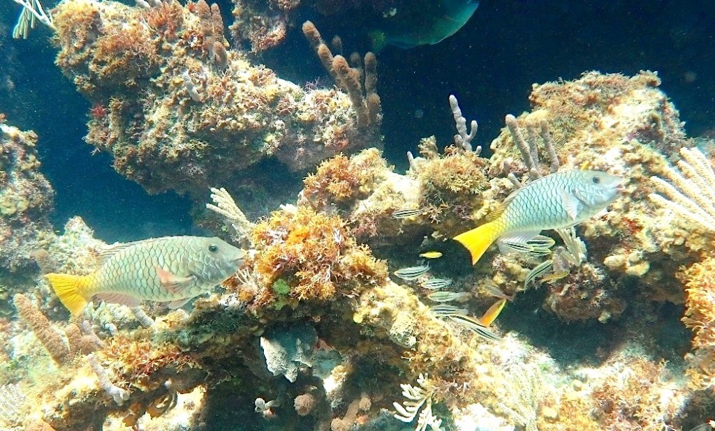 Reef Fish Abaco Bahamas | ROLLING HARBOUR ABACO