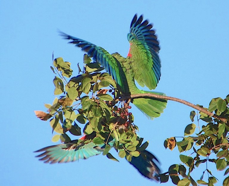 Abaco Parrot (Cuban Parrot) | ROLLING HARBOUR ABACO