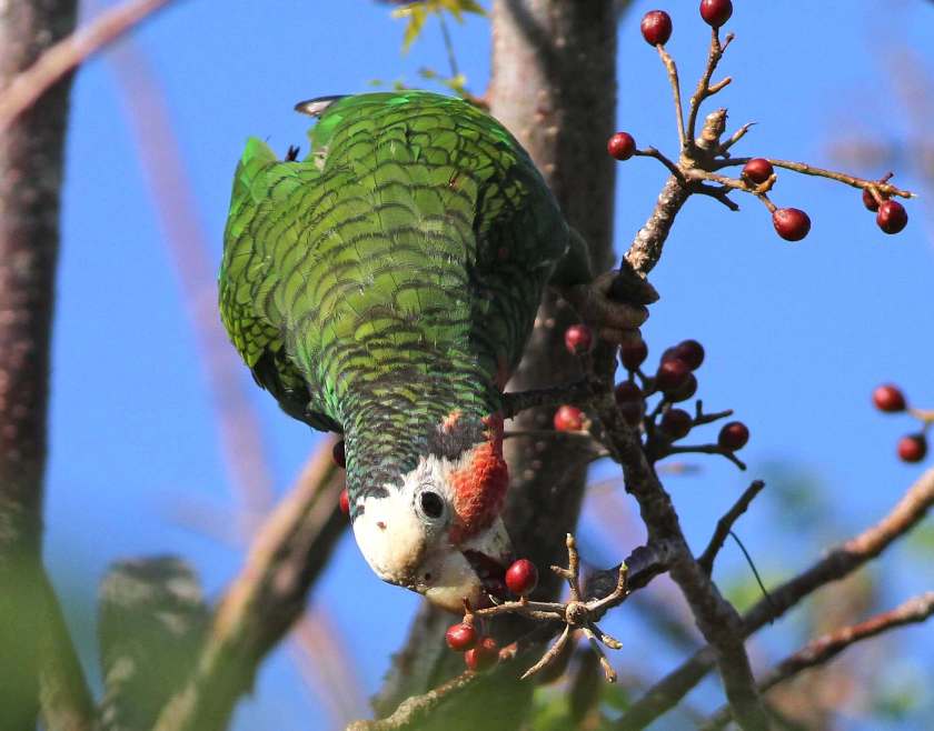 Abaco Parrots | ROLLING HARBOUR ABACO