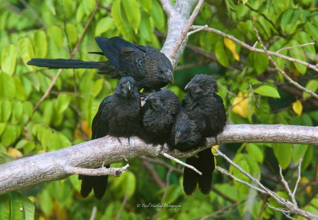 ROLLING HARBOUR ABACO | BIRDS, WILDLIFE & MORE ABACO, BAHAMAS | Page 3