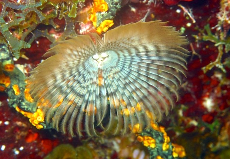 ROLLING HARBOUR ABACO | BIRDS, WILDLIFE & MORE ABACO, BAHAMAS