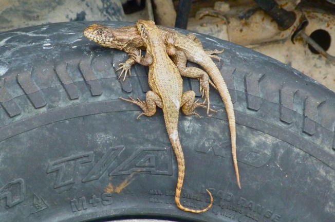 LIZARDS OF ABACO: ANOLES & DEWLAPS | ROLLING HARBOUR ABACO
