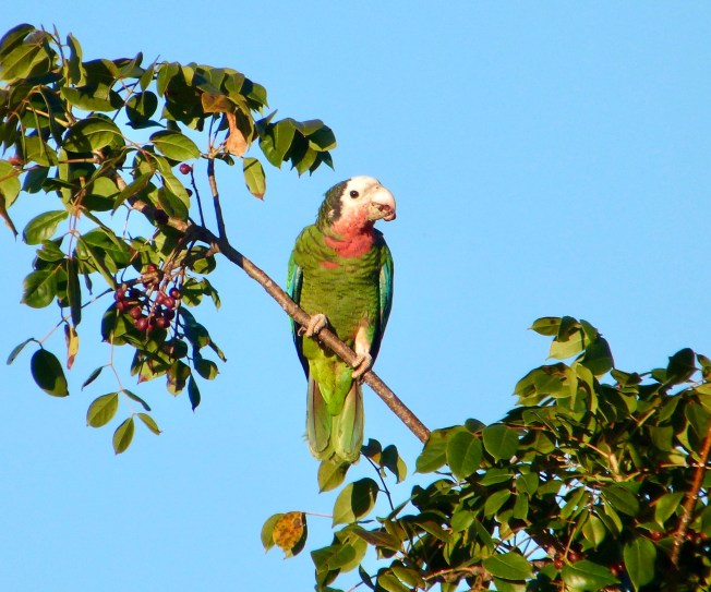 ABACO PARROTS: THEIR STORY | ROLLING HARBOUR ABACO