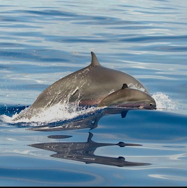 WORLD DOLPHIN DAY 2025 and BMMRO NEWS | ROLLING HARBOUR ABACO