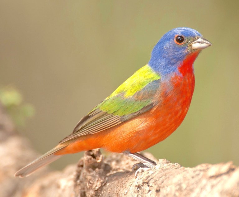 ROLLING HARBOUR ABACO | BIRDS, WILDLIFE & MORE ABACO, BAHAMAS